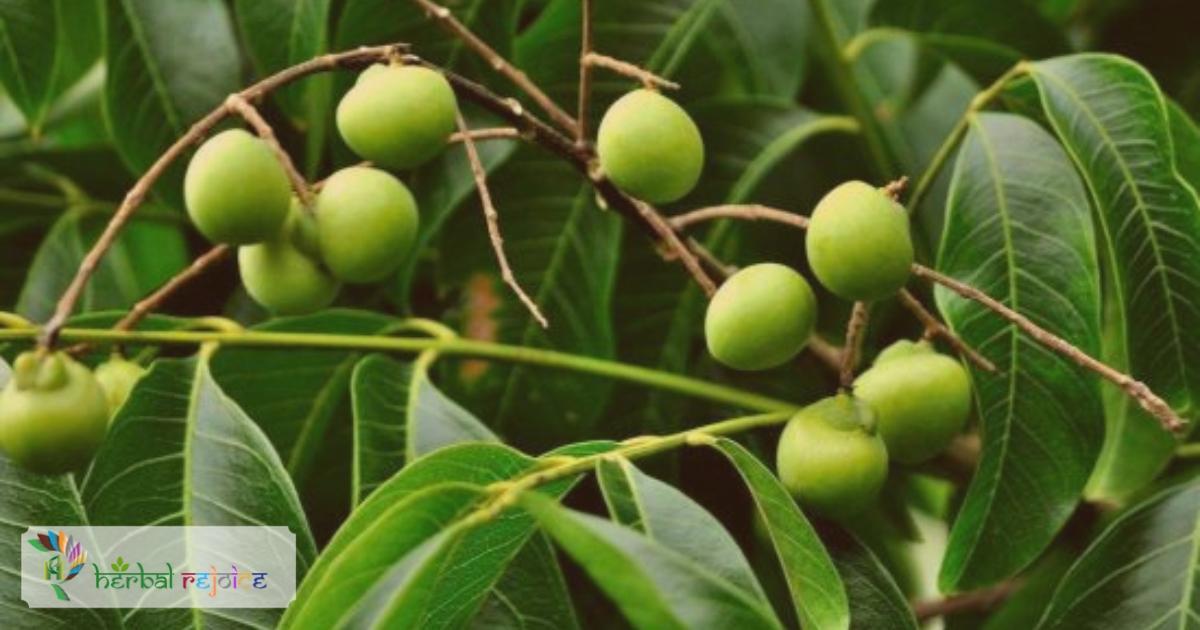 Aritha – A Versatile Plant and its Benefits - Herbal Rejoice