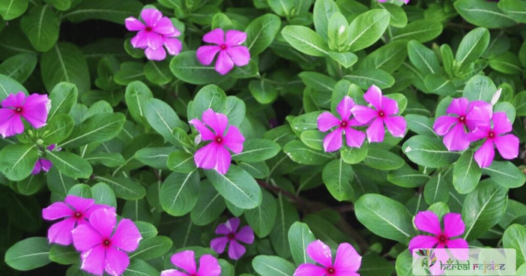 Periwinkle – Your ultimate Cancer Guide - Herbal Rejoice